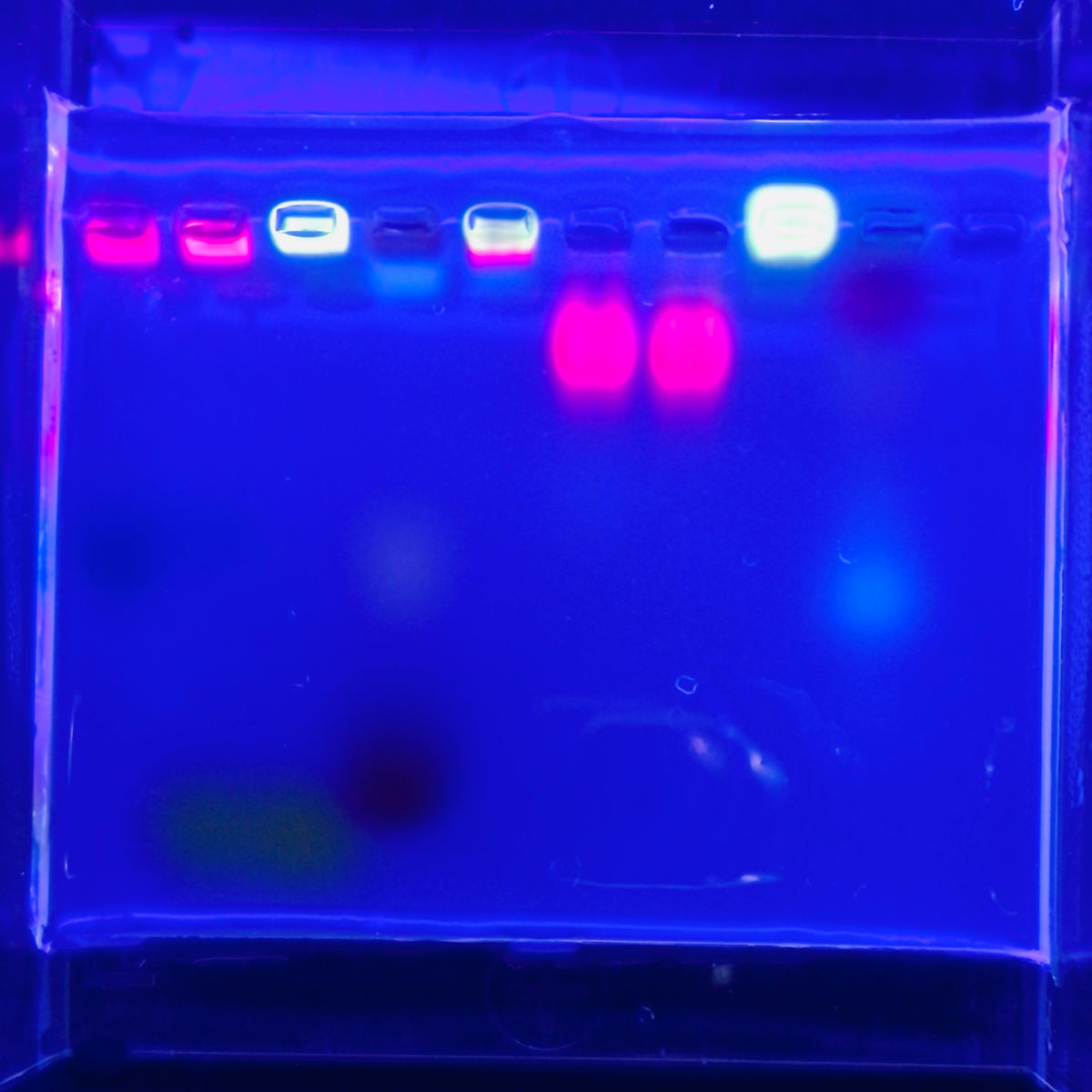 Gel Electrophoresis Kit: Natural vs Synthetic Dyes – Amino Labs