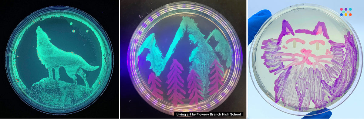 What is Bioart (agar art)? – Amino Labs