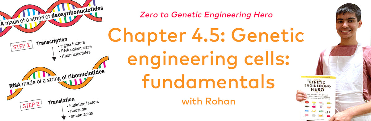 #4.5: What happens inside the cells during a genetic engineering exper ...