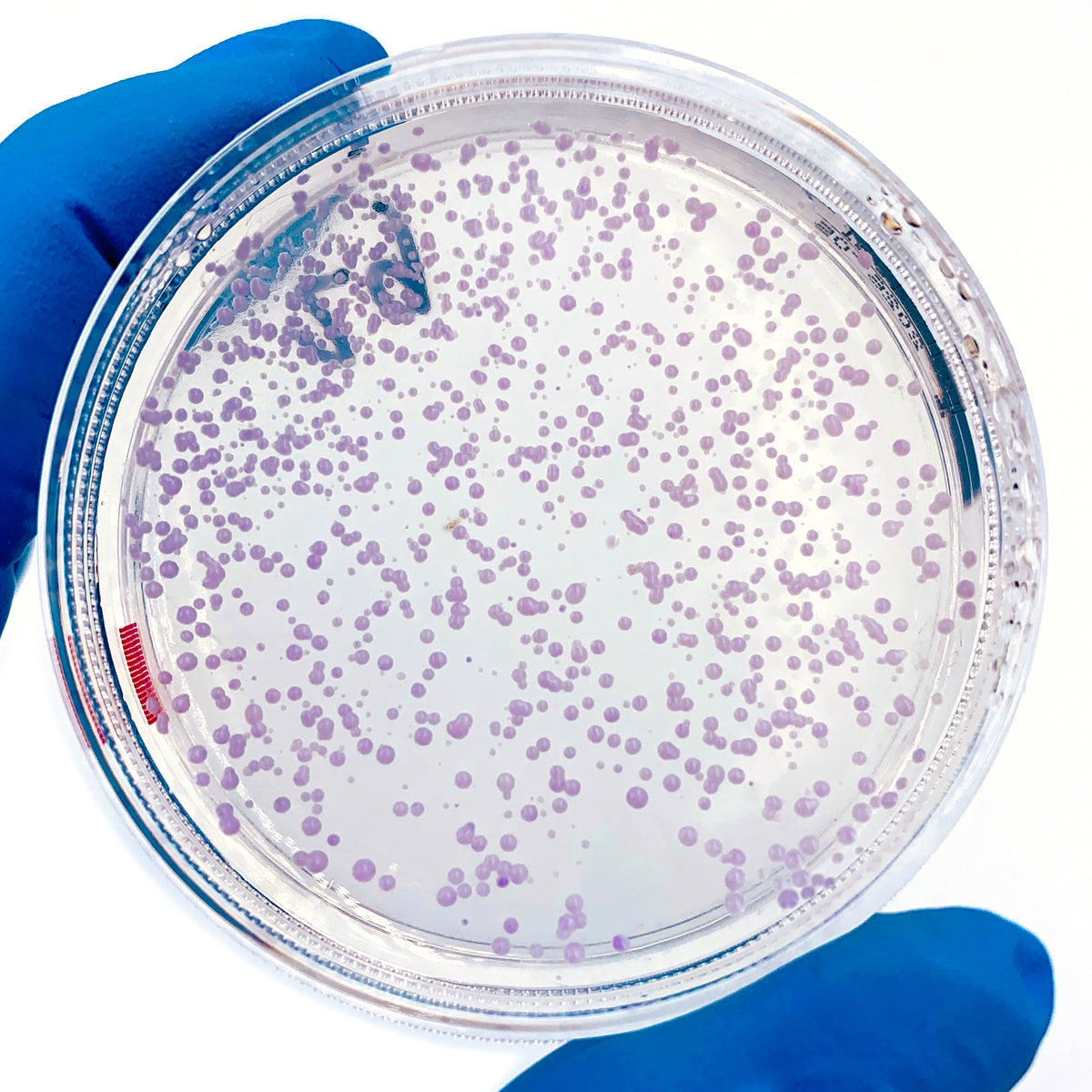 Yeast Engineer-it Kit™: Genetically Engineer Yeast with Pink DNA - Met ...