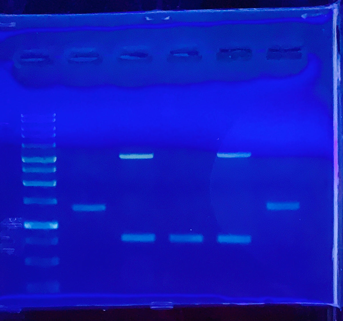 Gel Electrophoresis Kit: Draw with DNA – Amino Labs
